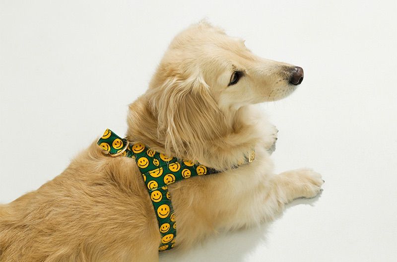 Charile Smile イージーハーネス XL〜XL/Wワイド サイズ - メルカリ