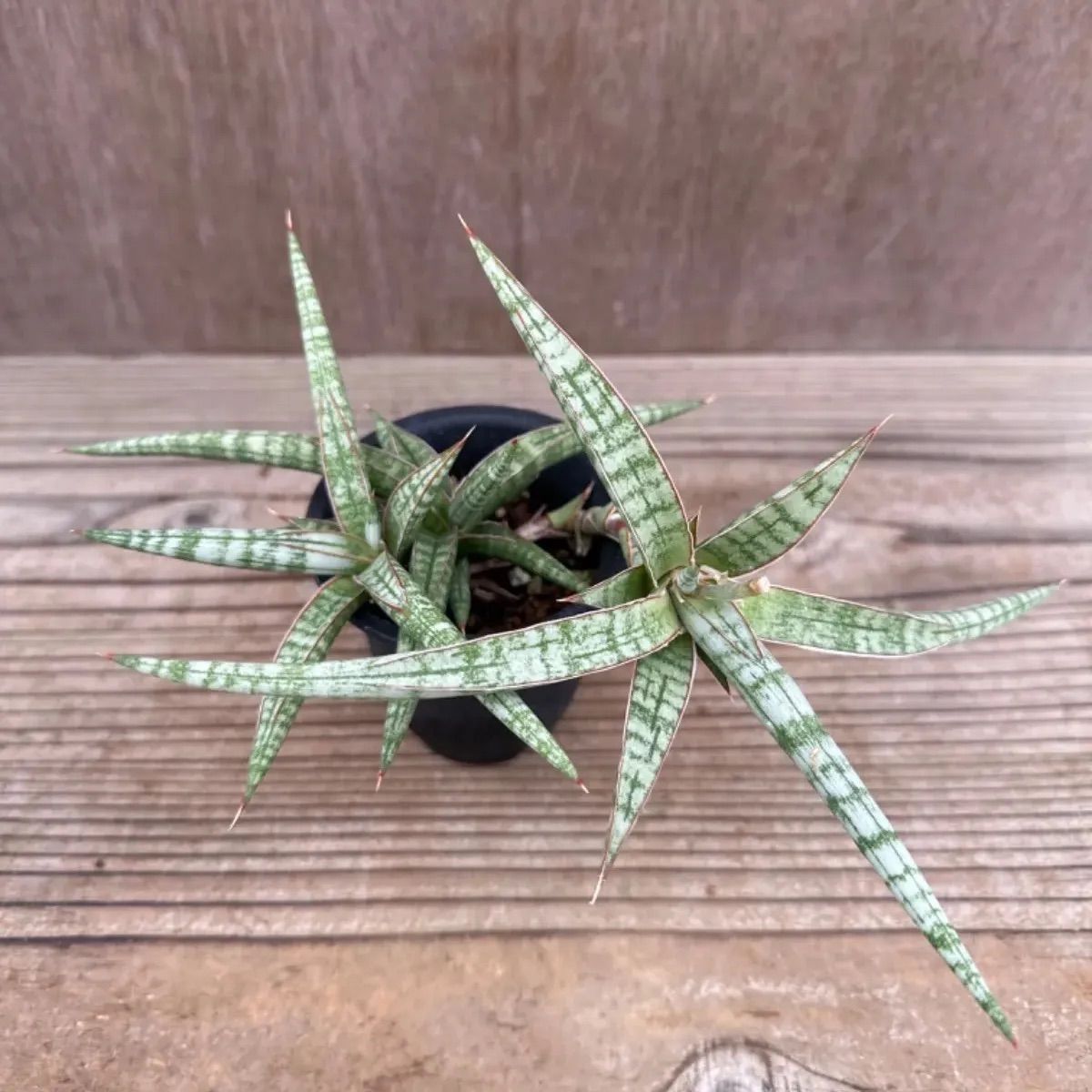 サンセベリア トムクランベリー Sansevieria tom grumbley 現品 観葉植物 観葉 植物 珍奇植物 珍奇 珍しい レア ...