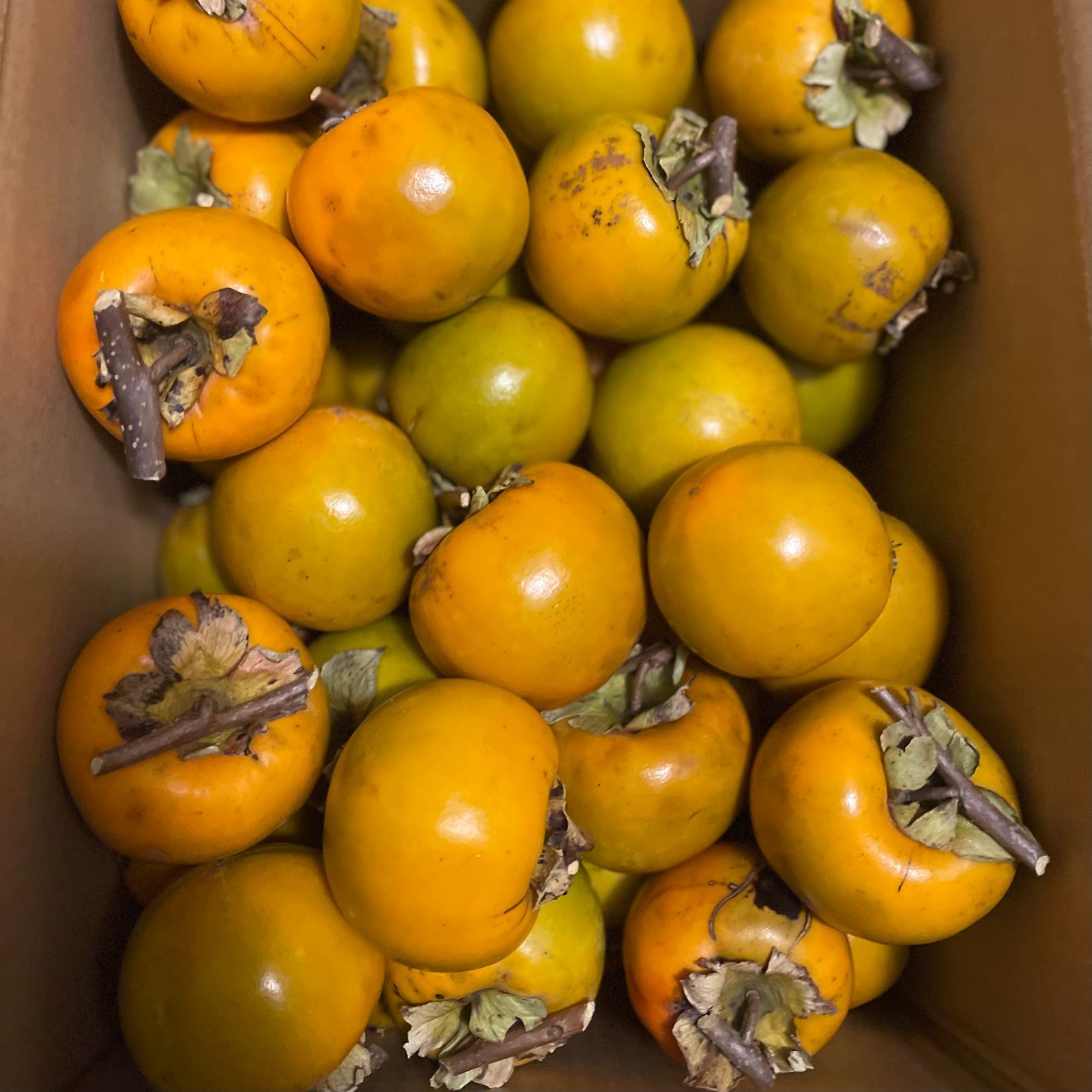 しぶ柿 丸型 高瀬 箱込約10kg以上（9kg+保証分500g）福岡県産 熊本県産 渋柿 吊るし柿 干し柿用 - メルカリ