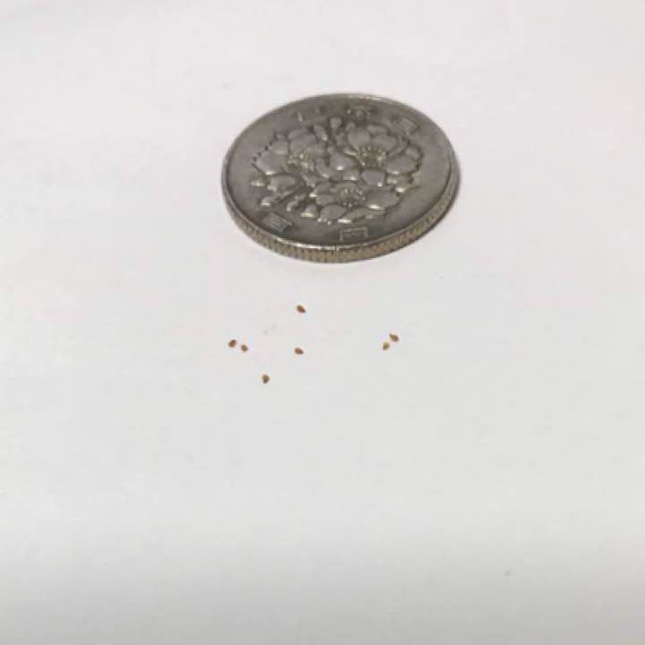 Main - 爆売り！ 多肉植物 リトープス カラスモンタナmix 種10粒 メセン 多肉植物 リトープス カラスモンタナmix 種10粒 ...