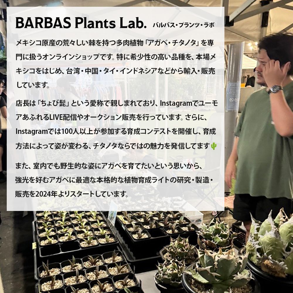 アガベ チタノタ 霰影01 (あられかげ) スタッズ ブツブツ系 agave titanota【Barbas Plants Lab】多肉植物 観葉植物 竜舌蘭 オテロイ系 ビザールプランツ ...