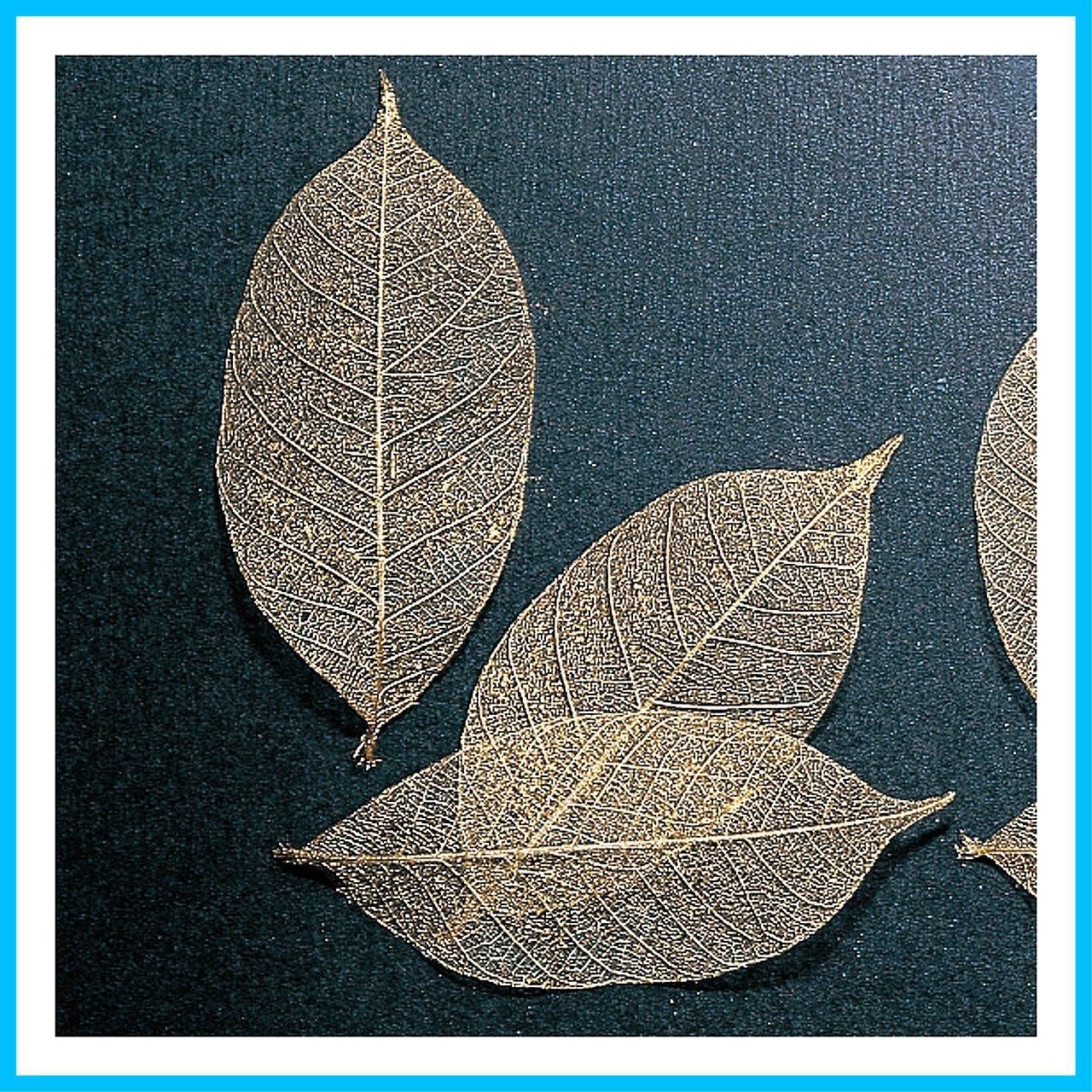 大地農園 ドライフラワー ミニスケルトンリーフ大 ゴールド 約L7.0~9.0cm 40枚入 DO051494-902 - メルカリ