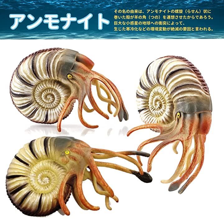 UTST オウムガイ フィギュア アンモナイト 貝殻 おもちゃ 6＋ オウムガイ＋アンモナイト - メルカリ