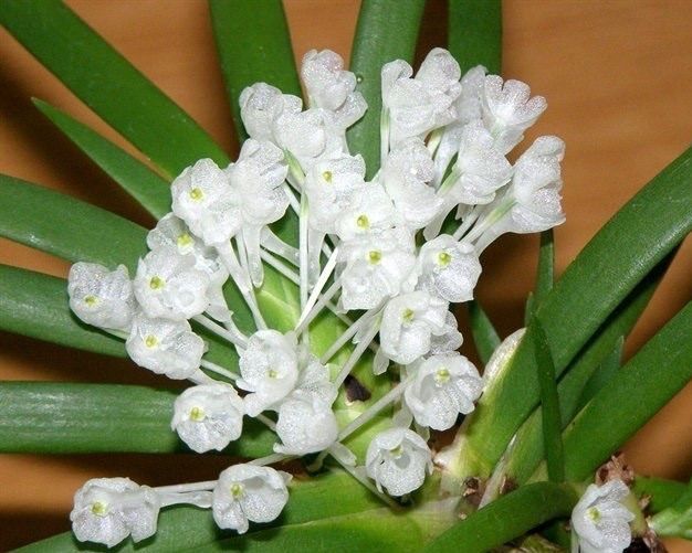 ★洋蘭★原種★Podangis dactyloceras★ポダンギス ダクティロセラス★山野草★着生蘭★珍奇植物★透き通った白色花★花火のよう ...