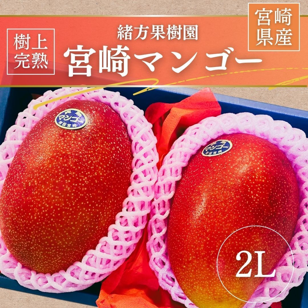 マンゴー 【緒方果樹園】 完熟マンゴー 2L 2個 700g 贈答用 宮崎県宮崎市 《5/上～5/中より出荷》（マンゴー 【緒方果樹園】 完熟マンゴー 2L 3個 1.1㎏ 茶箱 宮崎県宮崎市 ...