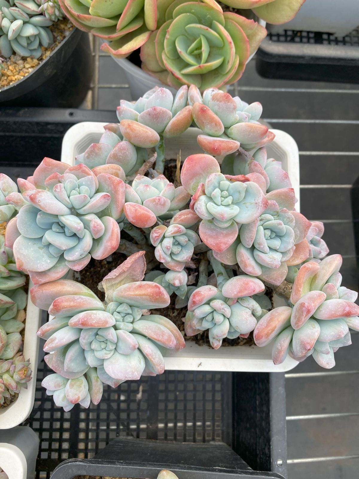 【超人気】1株 抜き苗セット ホワイトエッグ 多肉植物 第四種郵便で発送予定 エケベリア 韓国苗 Y368 - メルカリ