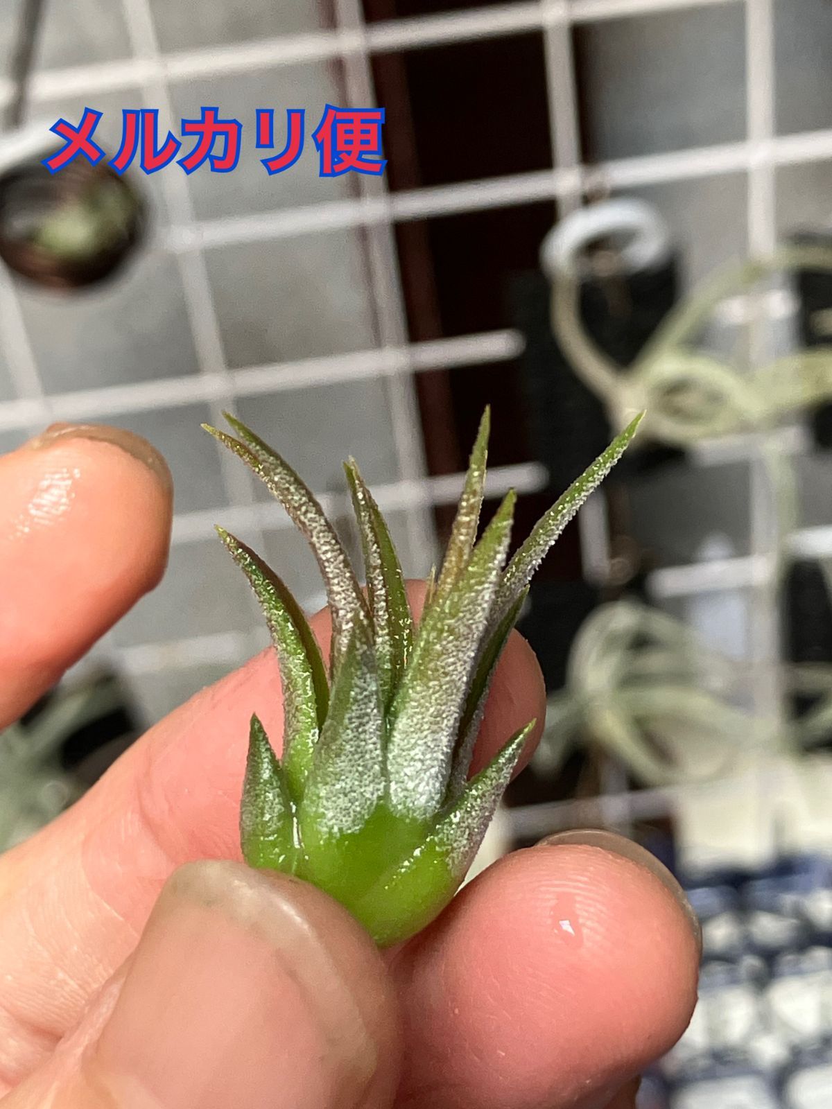 チランジア イオナンタ パープルハート Tillandsia ionantha 'Purple Heart' キンクマ農園☆T0025 - メルカリ