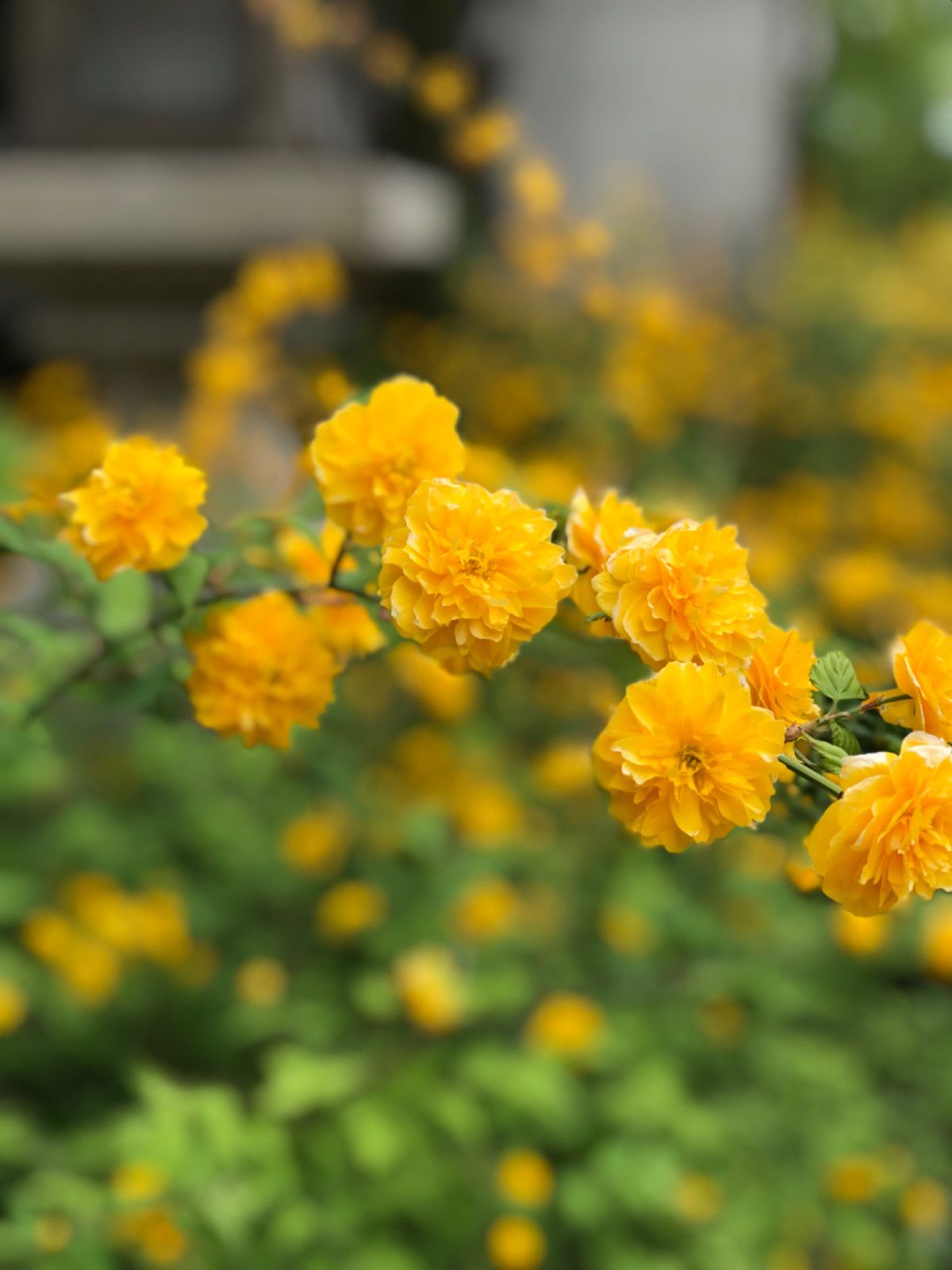 GG&BB - メルカリShops