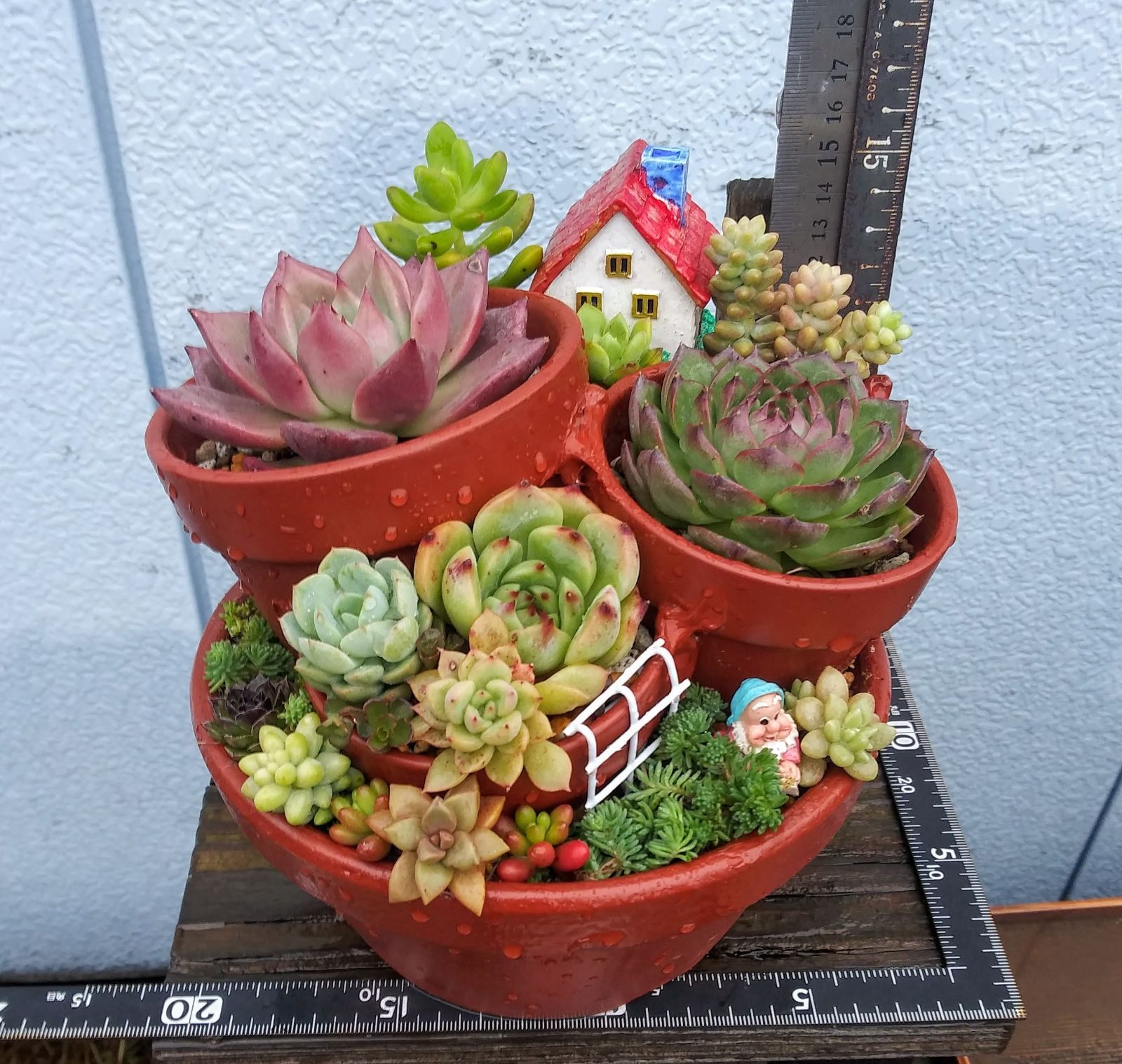 1141多肉植物の寄せ植え☆組鉢作品 - メルカリ 1141多肉植物の寄せ植え☆組鉢作品 - メルカリ