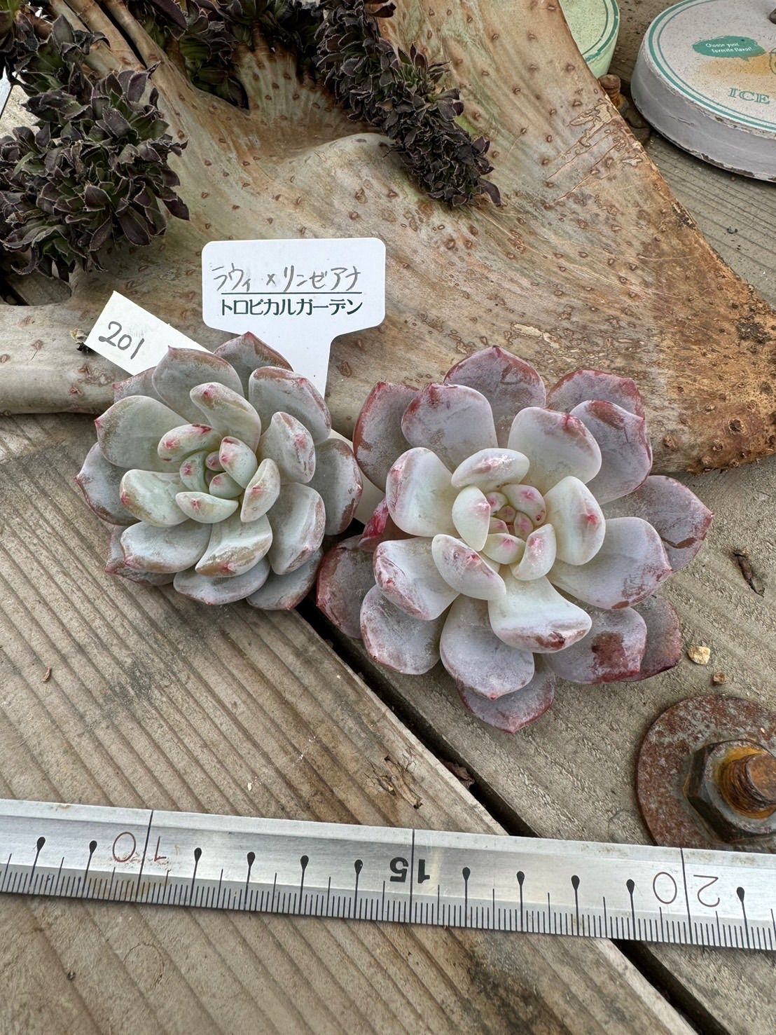 トロピカルガーデン 多肉植物 エケベリア 201 - メルカリ