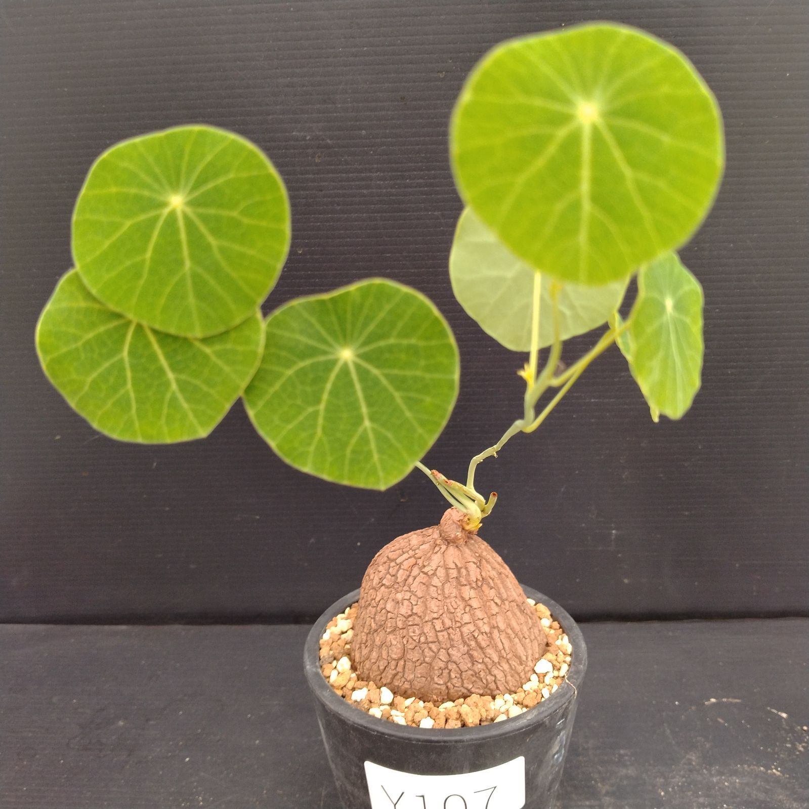 Y107【自社養生株】ステファニア エレクタ（発根株・鉢植え）【塊根植物】 - メルカリ