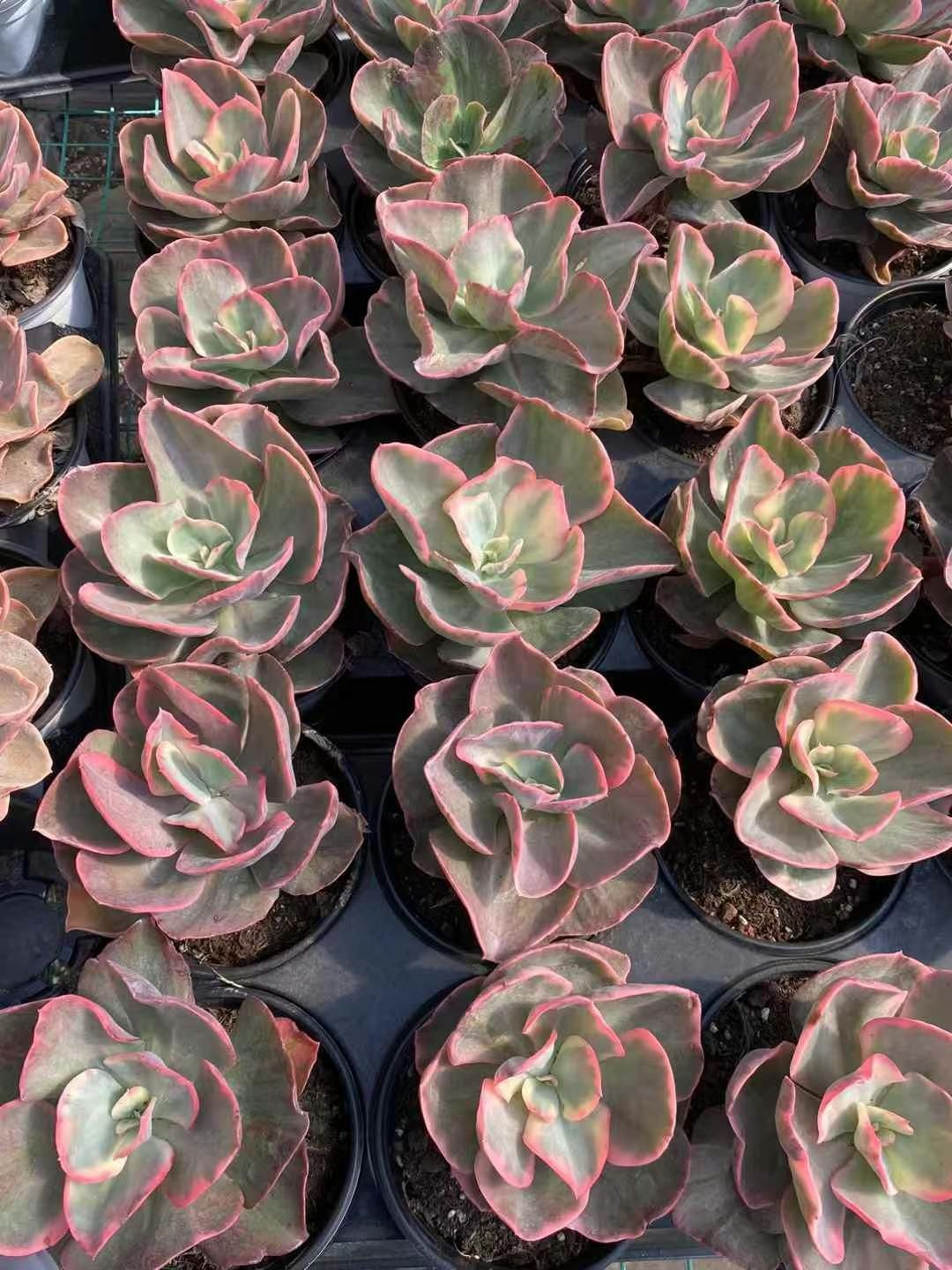 抜き苗 シュウエン錦 MY39×15株 ふっくら 多肉植物 エケベリア サボテン 韓国苗 新入荷 - メルカリ