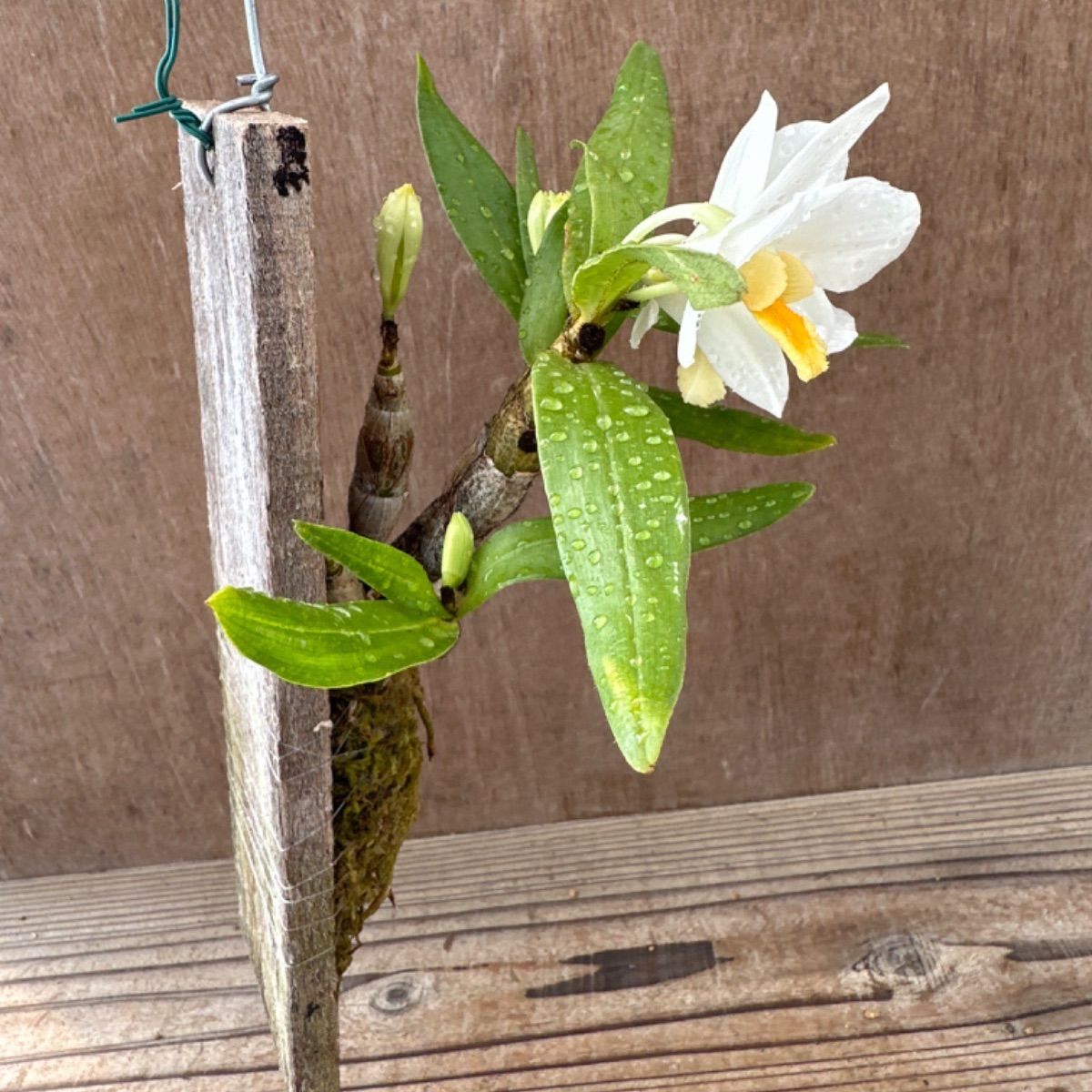 デンドロビウム ・スノーレディDendrobium Snow Lady 観葉植物 観葉 植物 珍奇植物 珍奇 珍しい レア 希少 着生ラン ...