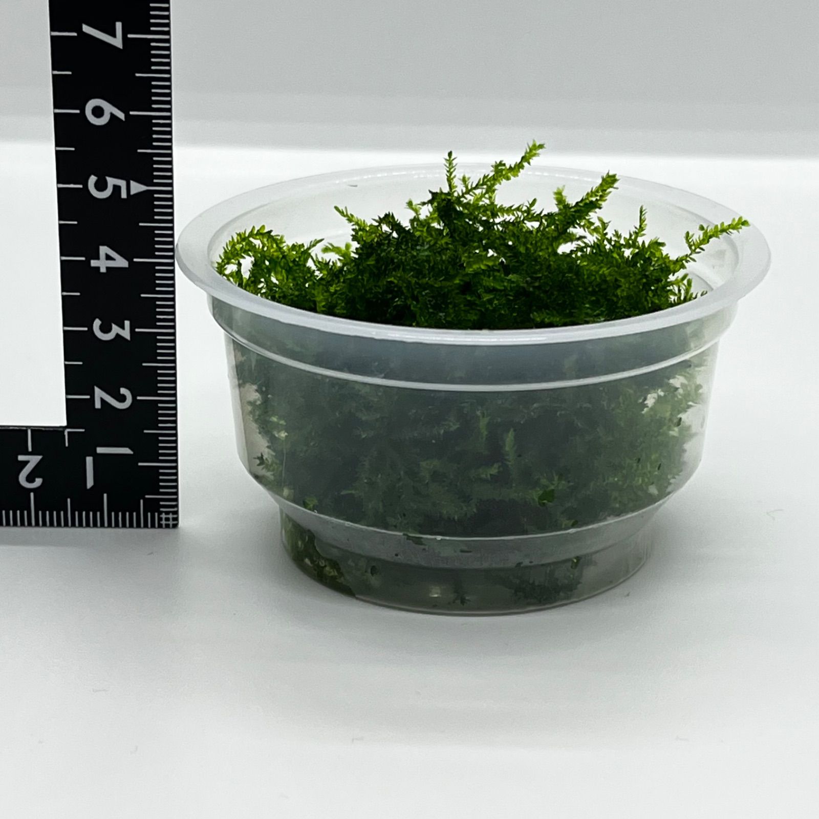 ADA BIO ウィーピングモス 水草 - Hand Grow Lab - メルカリ