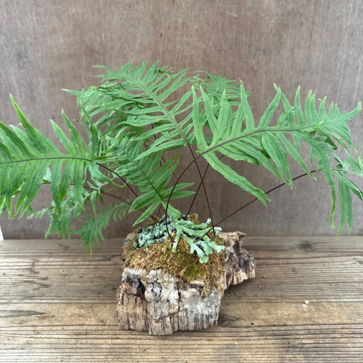 石化 タイワンアオネカズラ コルク Polypodium formosanum 現品 ウラボシ科 エゾデンダ属 台湾青根葛 台湾アオネカズラ ...