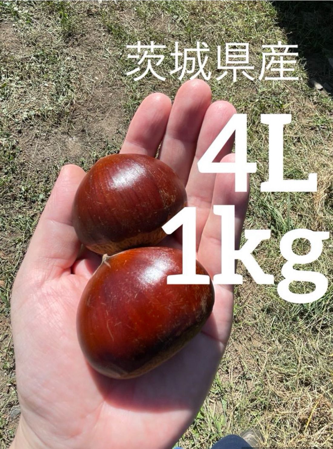 生栗 栗 4L 1kg - メルカリ