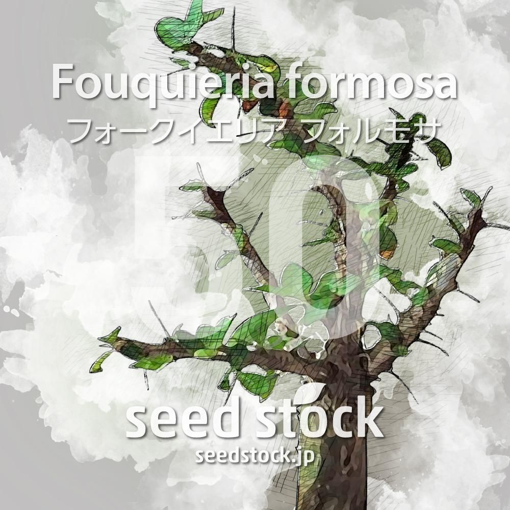 フォークイエリアの種 Fouquieria formosa 50粒 ゆうパケット発送 - メルカリ