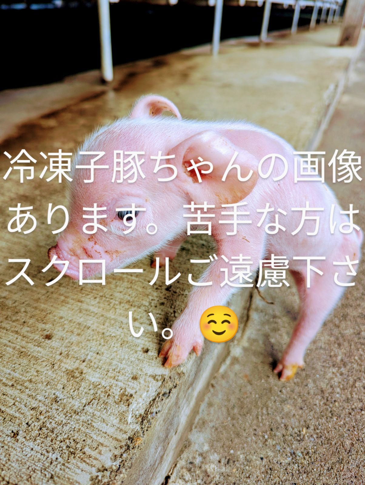 爬虫類用エサ冷凍子豚 養豚場直送 1.226g 1.172g (2匹セット) - メルカリ