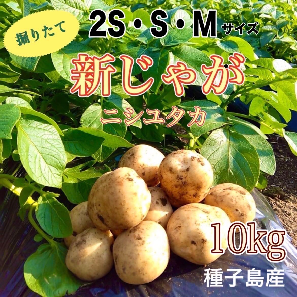 【掘りたて】種子島産 新じゃがいも 2S・S・Mサイズ 10kg (箱別) - メルカリ
