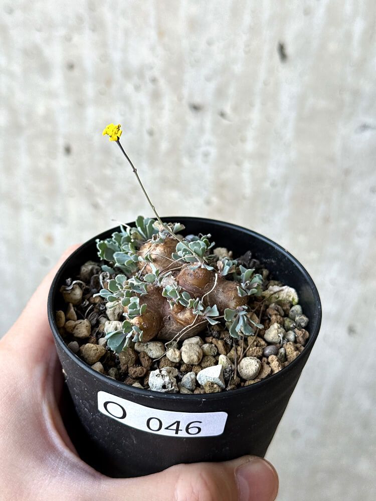 【現品限り】オトンナ・カカリオイデス【O46】 Othonna cacalioides【植物】塊根植物 夏型 コーデックス - メルカリ