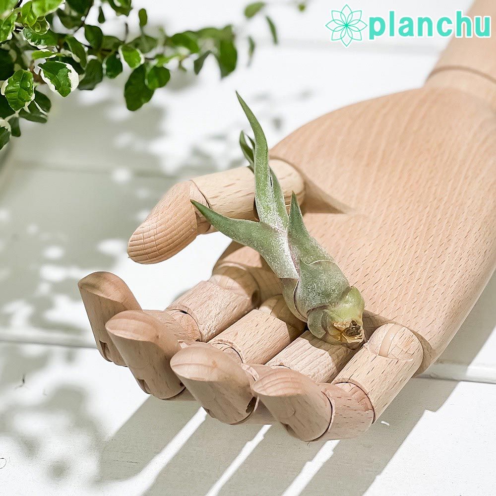 PLANCHU メール便発送 エアプランツ ティランジア カプトメデューサエ Sサイズ 1株 W3×H6cm前後 育て方説明書付き ...