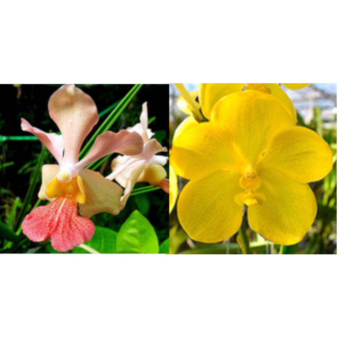 洋蘭 Vanda hybrids (Josephine van Brero x Spotted Sunshine) SOH-116 バンダ ...
