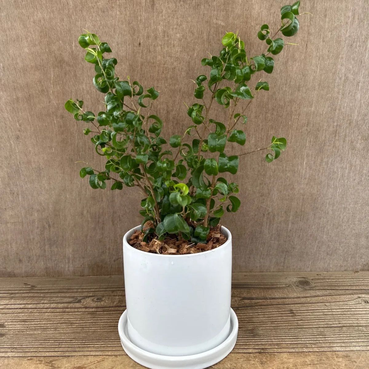 フィカス ベンジャミン バロック Ficus benjamina barok 現品 陶器鉢 クワ科フィカス属 観葉植物 観葉 植物 珍奇植物 ...