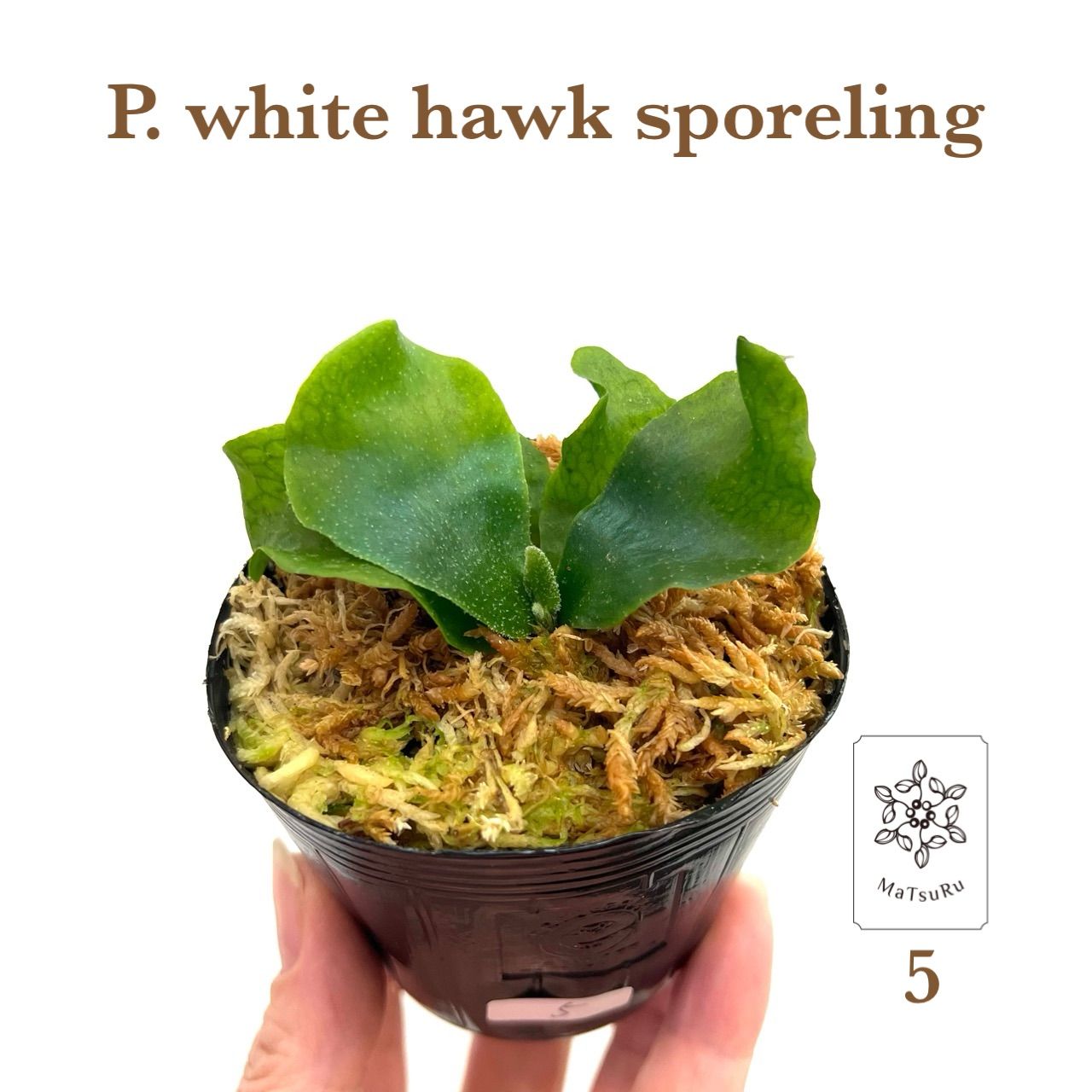 P. white hawk ホワイトホーク 胞子培養 ビカクシダ ポット苗【5】(肥料おまけ付き) - メルカリ