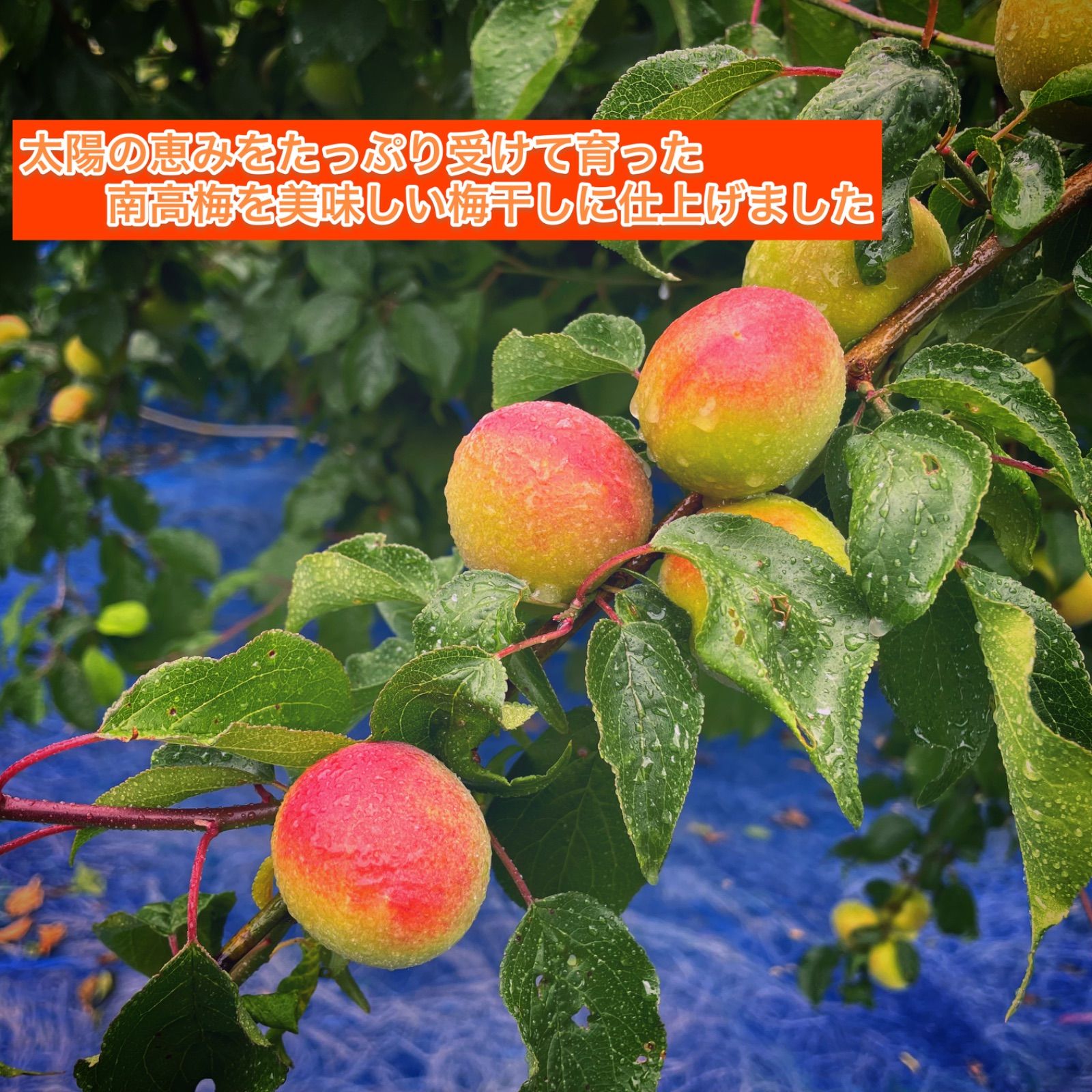 特典付き 送料無料[無添加 熟成梅干し450g]完熟紀州南高梅 家庭用 中粒(2L) ポスト投函 - ＊紀州ひのまる＊( 梅農家直送 ) - メルカリ