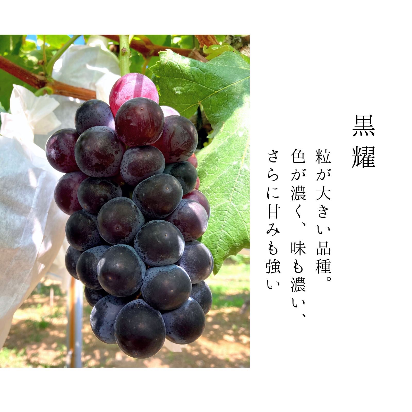 【家庭用】大粒で果汁あふれる！黒耀（ブラックビート）1kg2〜3房 - メルカリ