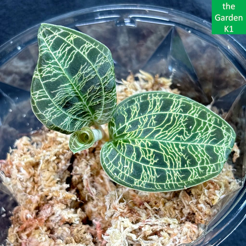 【ジュエルオーキッド】マコデス・ペトラ MP014 - メルカリ