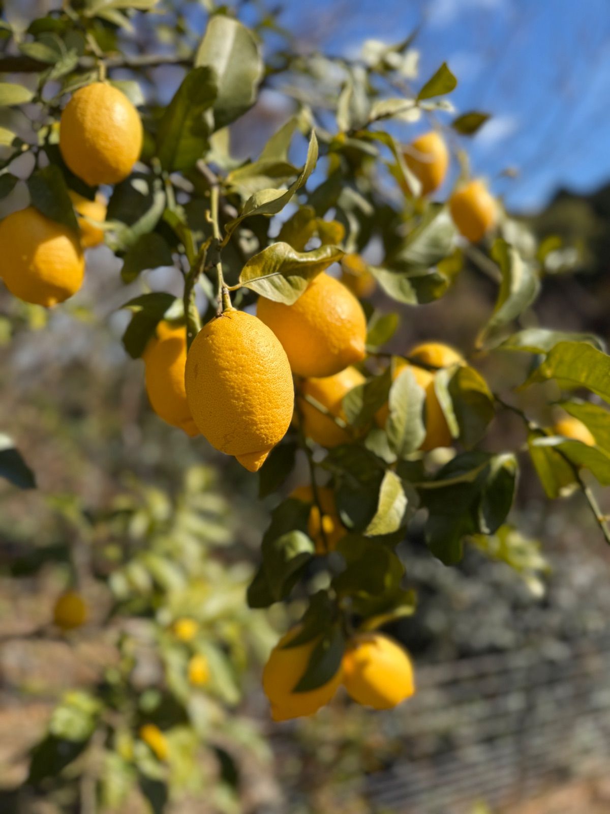 ATAMI de LEMON熱海柑橘農園 - メルカリShops