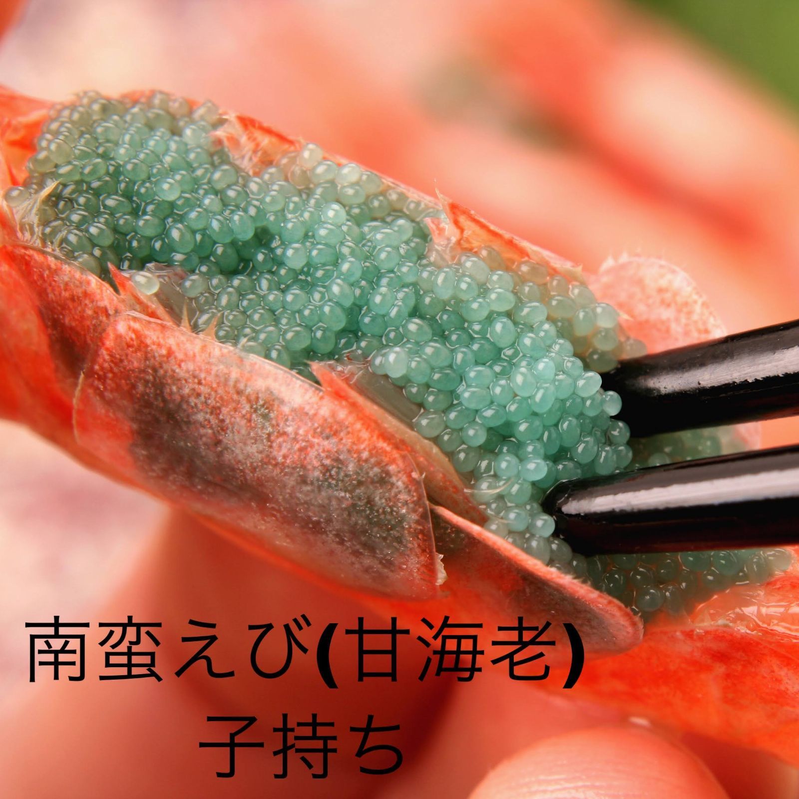 南蛮海老（甘エビ）（1kg）3L特大（46～50尾）【のし対応可】 - メルカリ