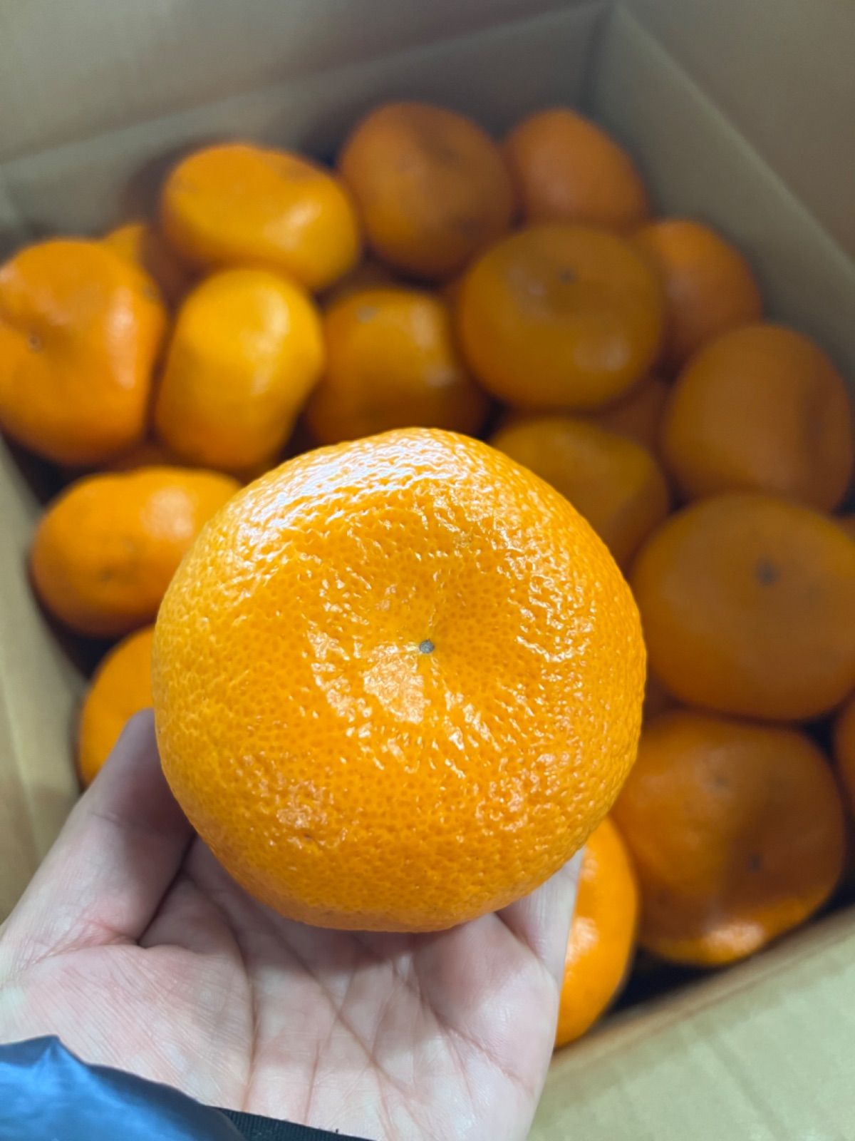 甘いみかん M〜2L 10kg - DCS フルーツサポート - メルカリ