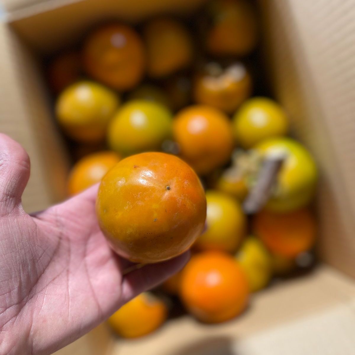 しぶ柿 丸型 高瀬 箱込約10kg以上（9kg+保証分500g）福岡県産 熊本県産 渋柿 吊るし柿 干し柿用 - メルカリ