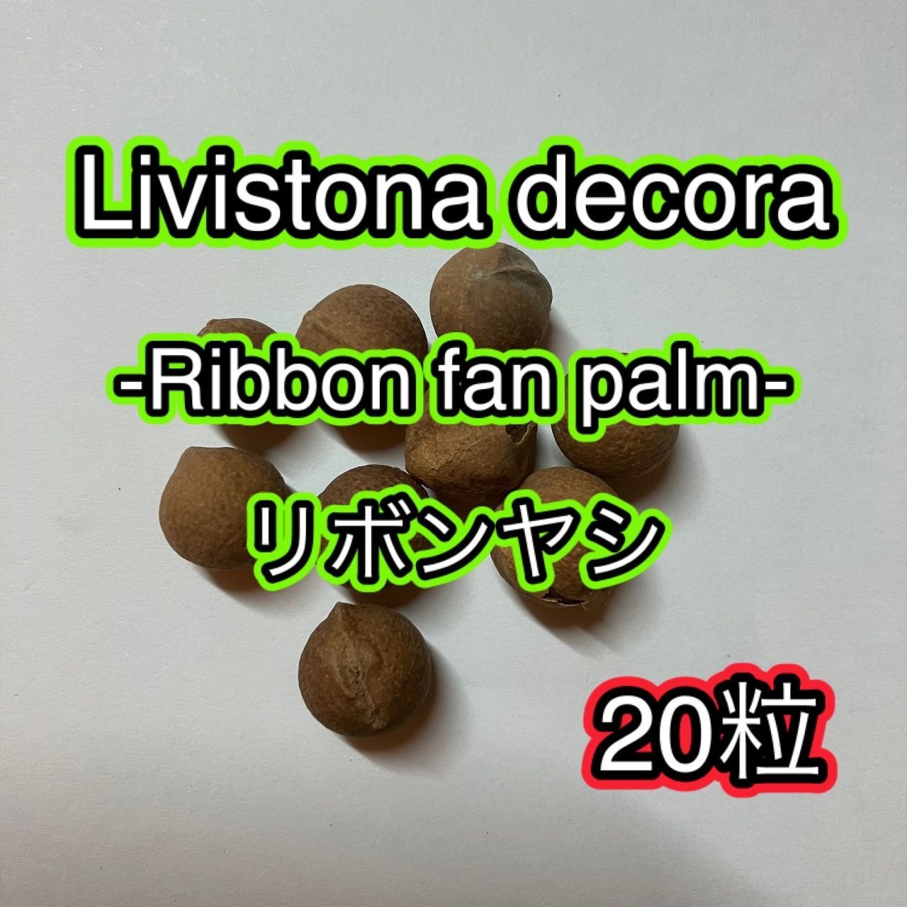 【種】20粒 Livistona decora リウィストナ デコラ Ribbon Fan Palm リボンファンパーム リボンヤシ - メルカリ