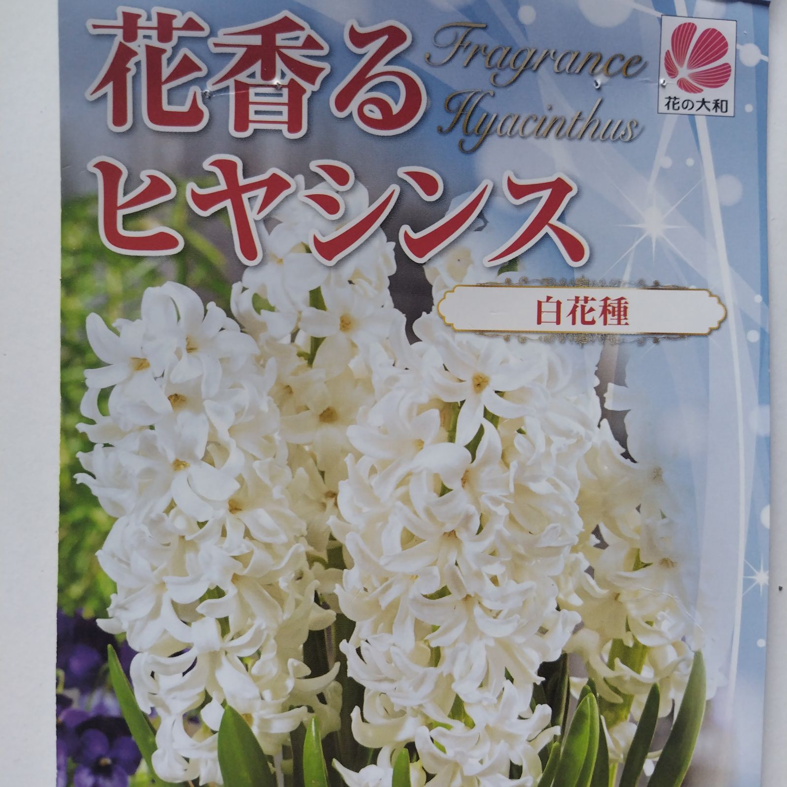 ヒヤシンス球根 白花 1球根 - メルカリ