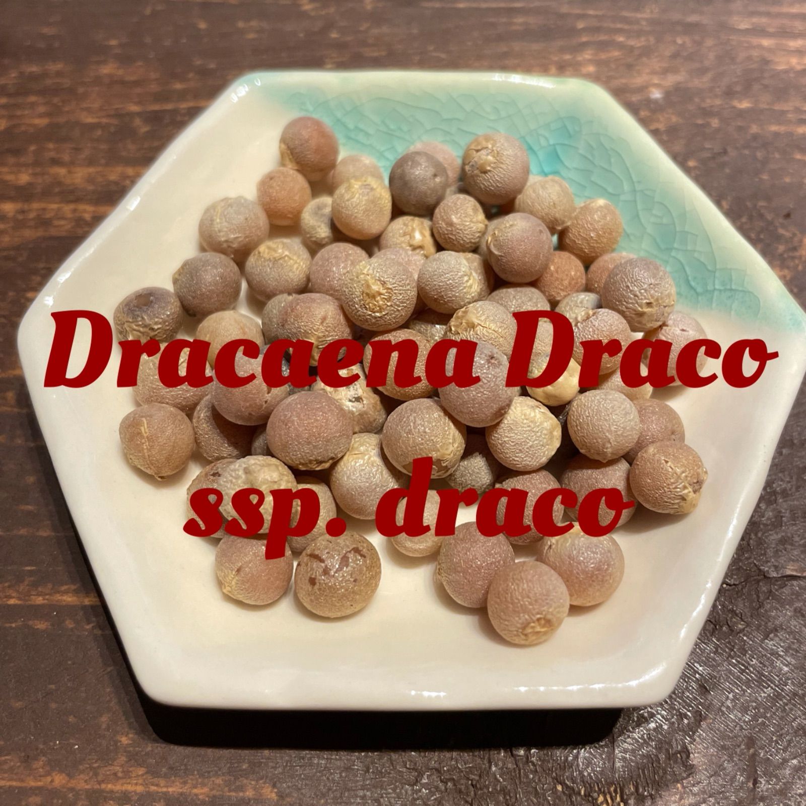 Dracaena Draco ssp. draco 種子 - メルカリ