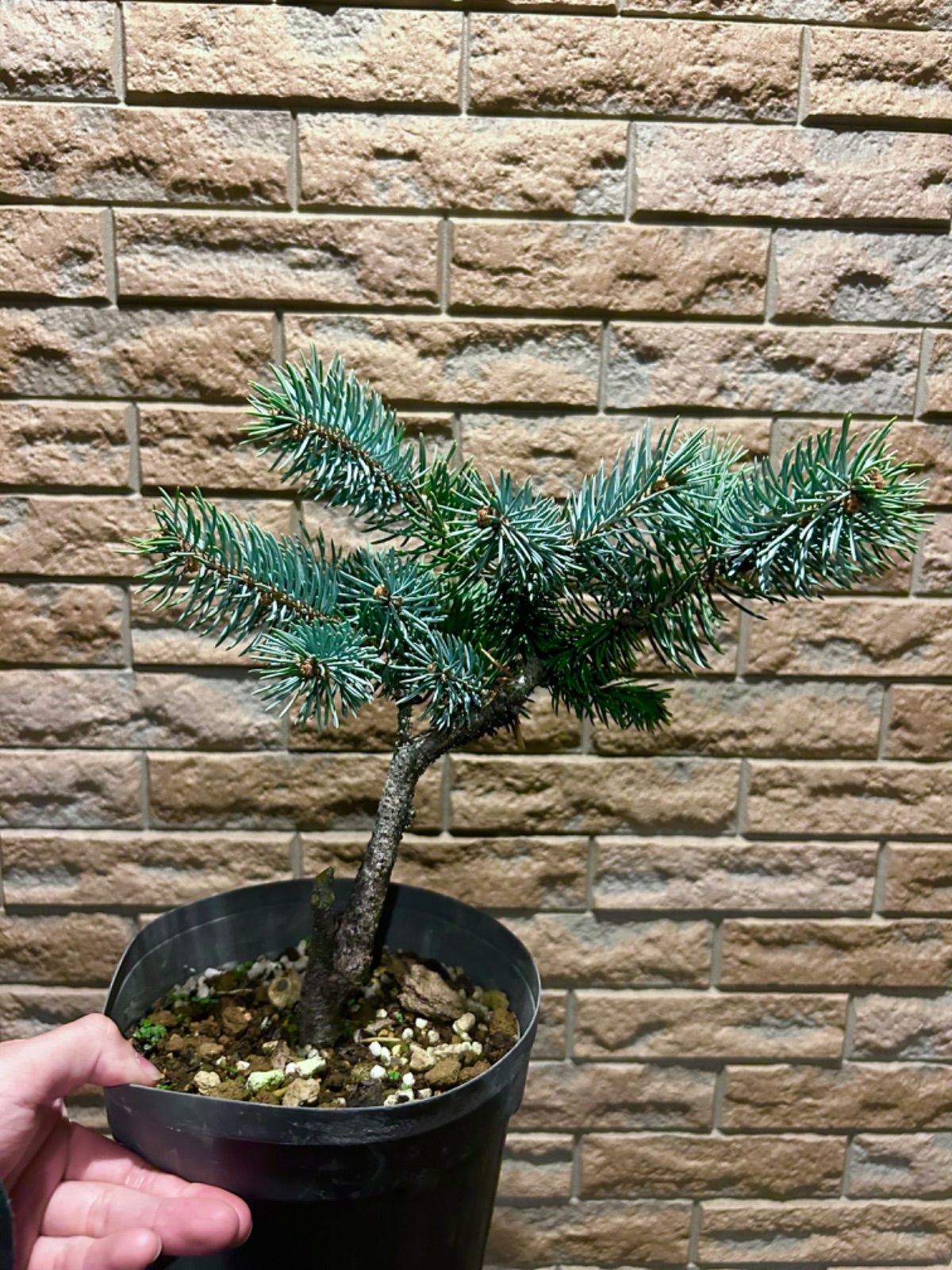 希少 ピセア プンゲンス ホプシー 6号 プンゲンストウヒ マツ 耐寒性常緑針葉樹 苗木 クリスマスツリー オーナメント コニファー - メルカリ