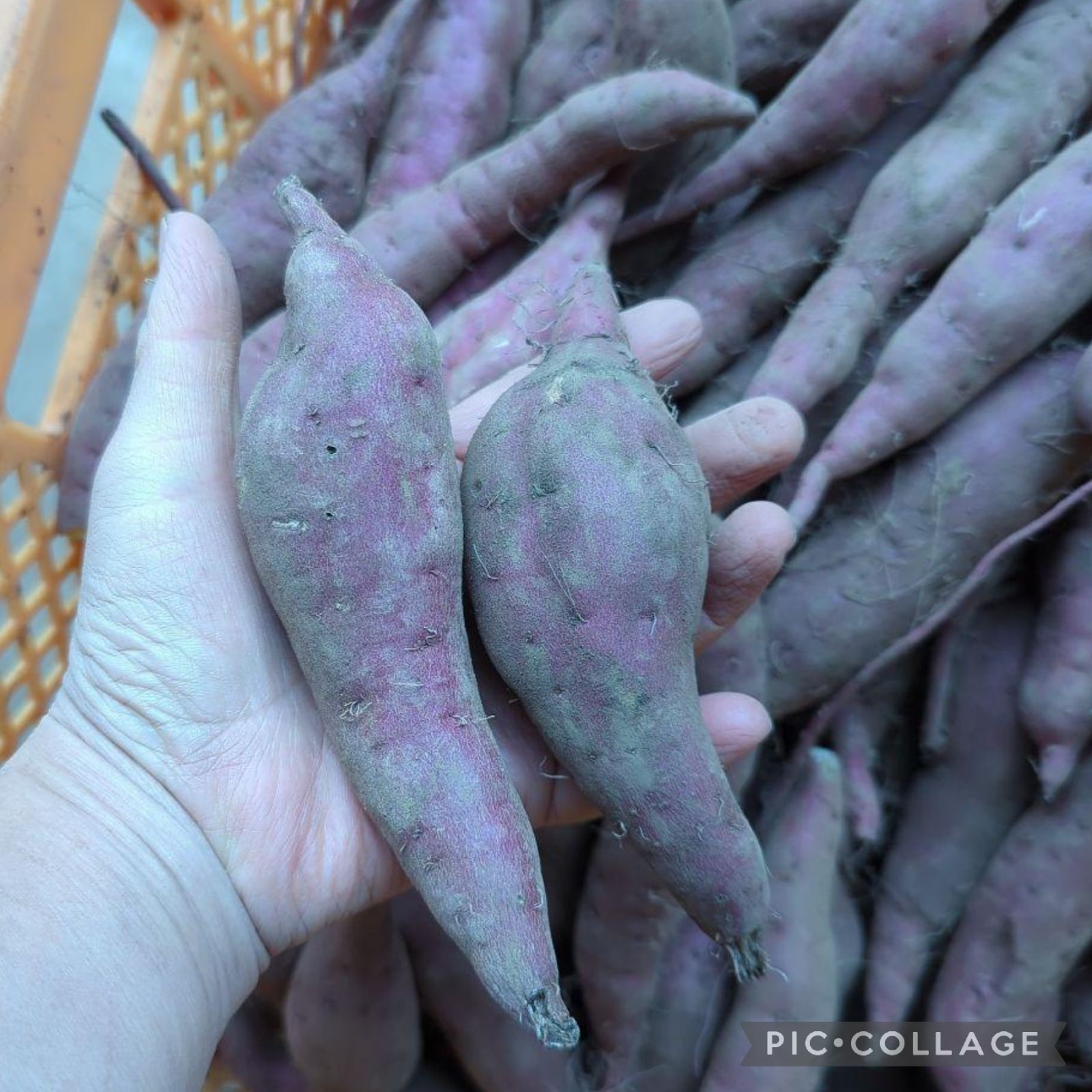 小さい紅あずま 2S 10kg【無農薬】訳あり - メルカリ