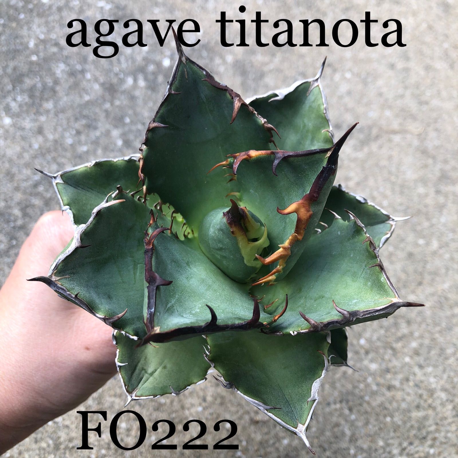 agave titanota FO222 裏棘 台湾ベアルート - メルカリ