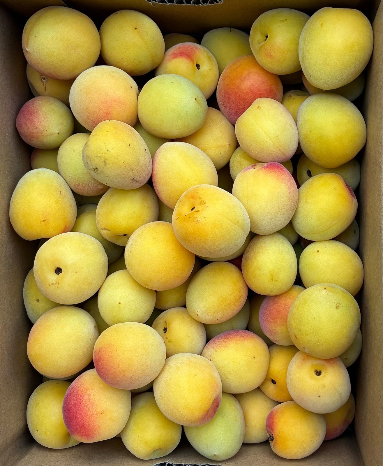 【きたよ様専用】和歌山産 秀品 完熟南高梅 4kg (2L以上厳選) - メルカリ