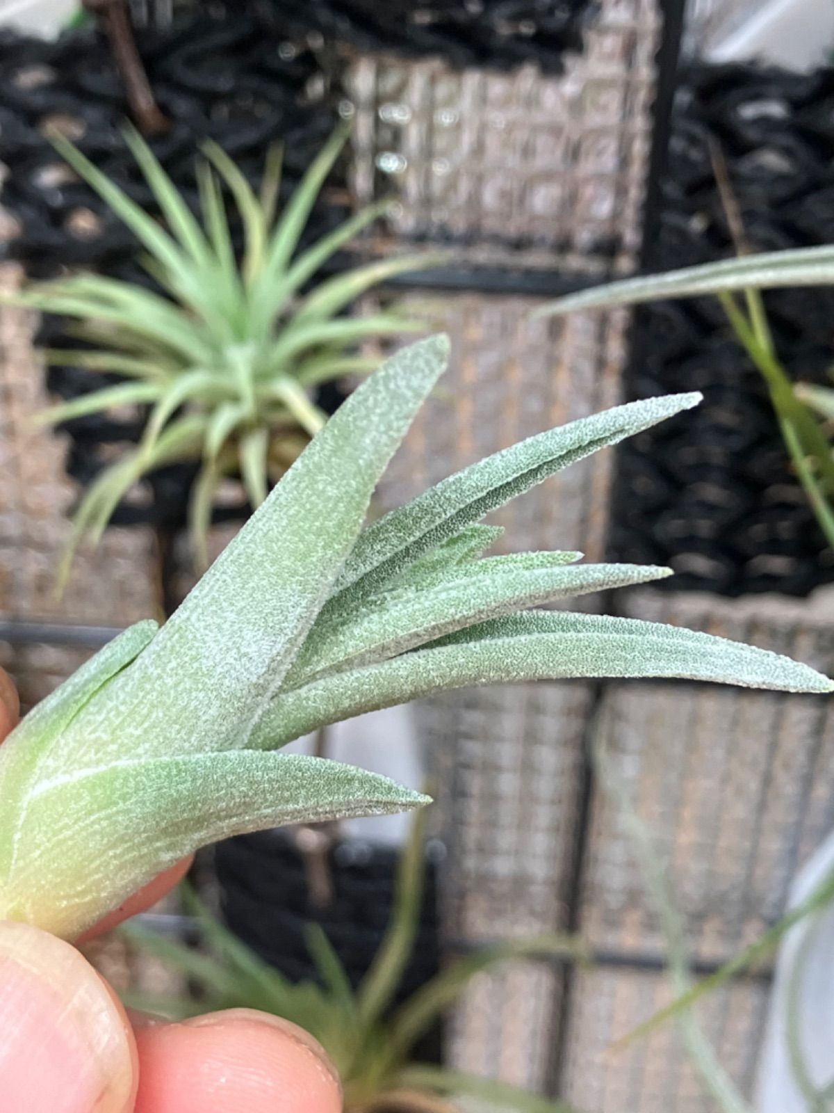 【ネコポス】チランジア ベルメホエンシス Tillandsia bermejoensis キンクマ農園☆T0048 - メルカリ