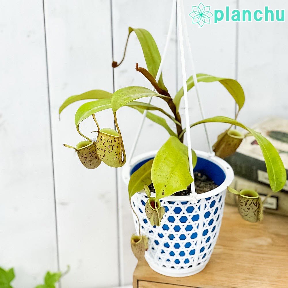 PLANCHU 食虫植物 ネペンテス アンプラリア スポットタイプ 4号吊り鉢 育て方説明書付き Nepenthes ampullaria ウツボカズラ 希少 - メルカリ