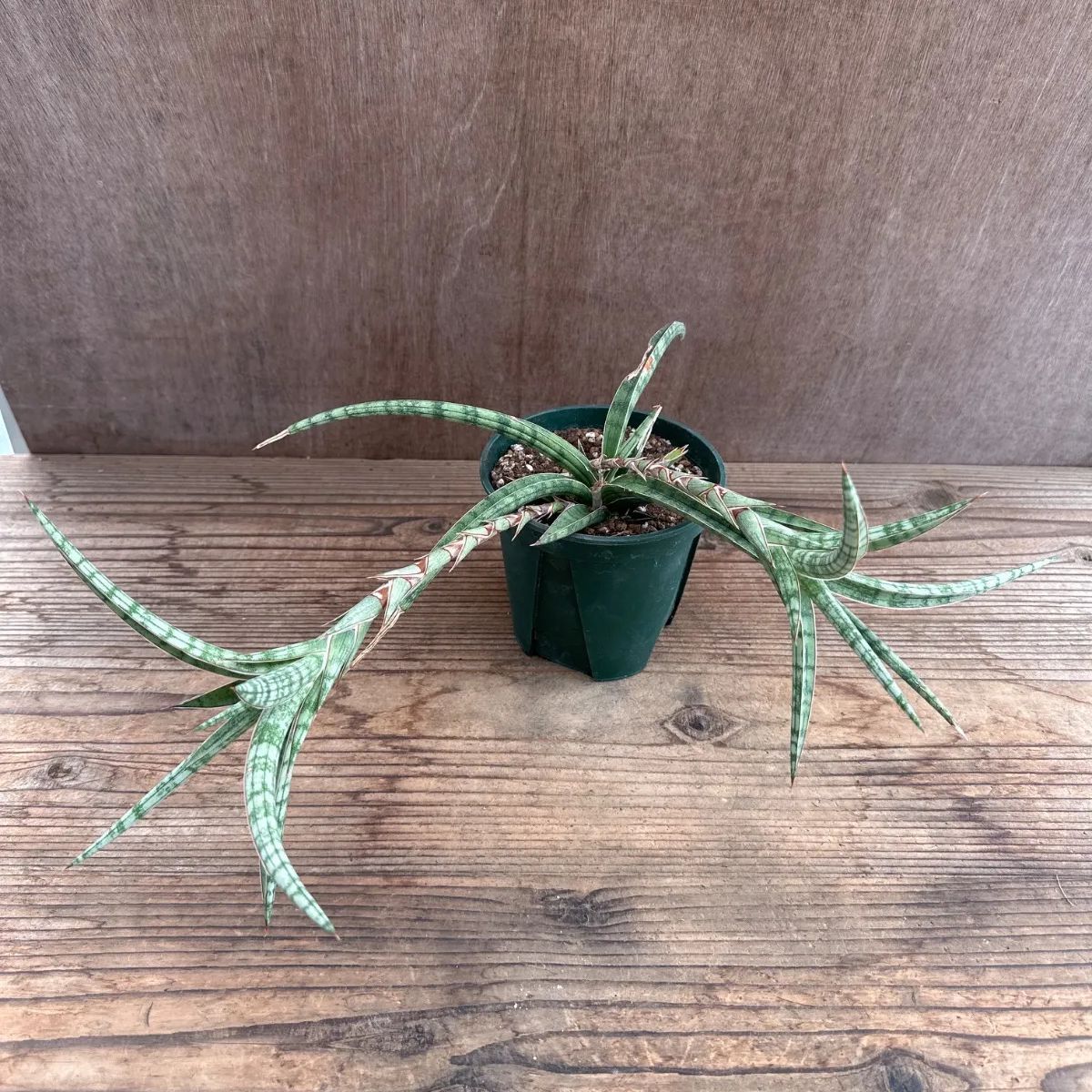 サンセベリア トムクランベリー Sansevieria tom grumbley 現品 観葉植物 観葉 植物 珍奇植物 珍奇 珍しい レア ...
