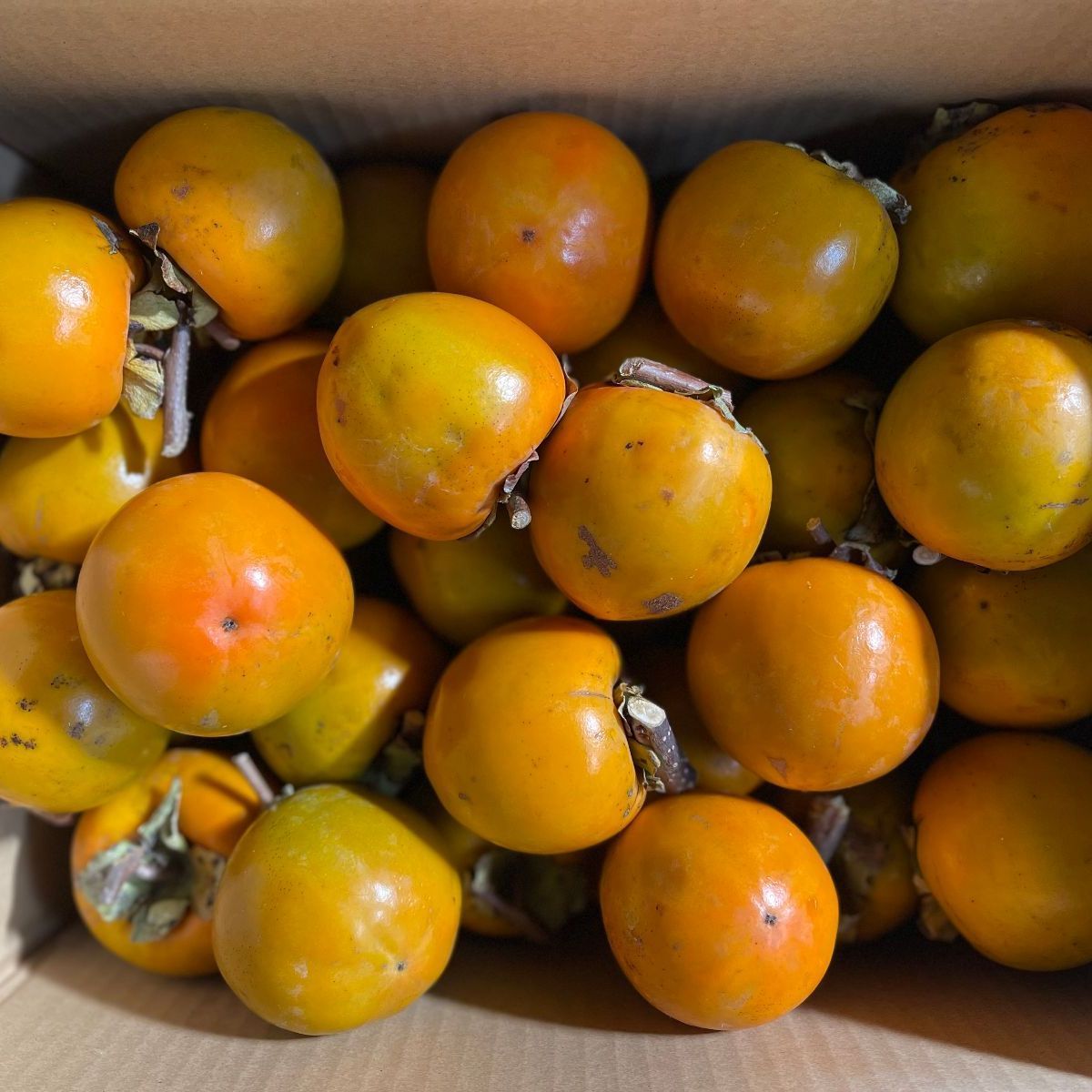 しぶ柿 丸型 高瀬 箱込約10kg以上（9kg+保証分500g）福岡県産 熊本県産 渋柿 吊るし柿 干し柿用 - メルカリ