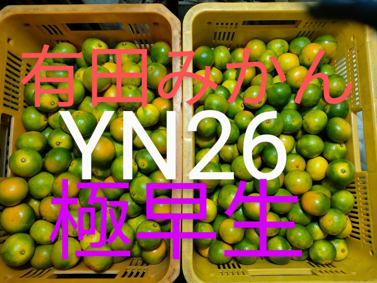 和歌山県、有田極 早生みかん、YN-26新品種。 刈り入れですぐ、糖度は11.5〜12.8.サイズ S〜3 S混合。2キロ。 - メルカリ
