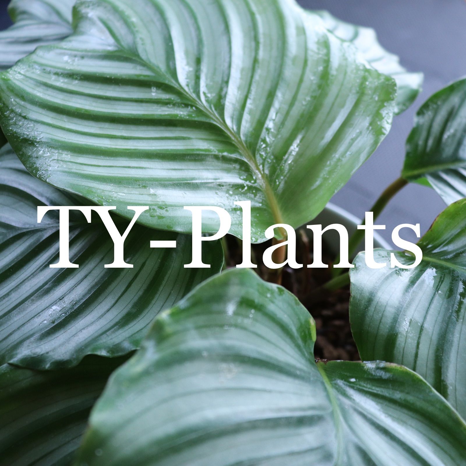 TY-Plants - メルカリShops