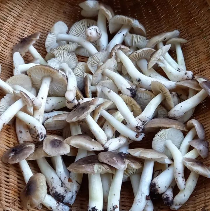 天然きのこ シモフリシメジ、ムキタケ - 八ヶ岳の山菜きのこ - メルカリ