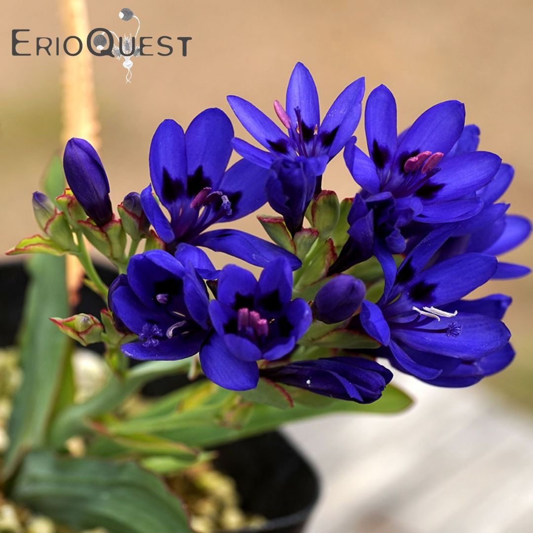 ラペイロージア ラペイロウジア アズレア Lapeirousia Freesia laxa azurea EQ723 通販 実生 2.5号 ...